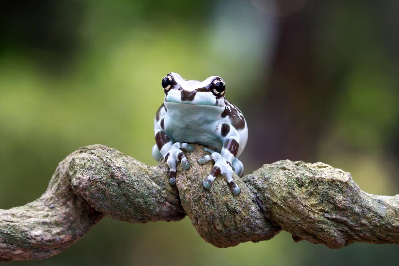 Amazon Milk Frog - World of Frogs