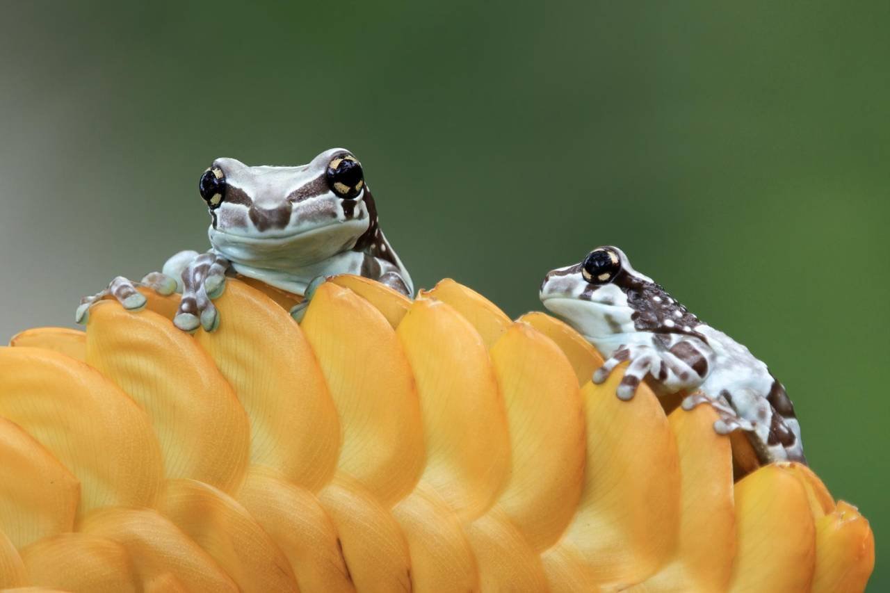 Amazon Milk Frog - World of Frogs