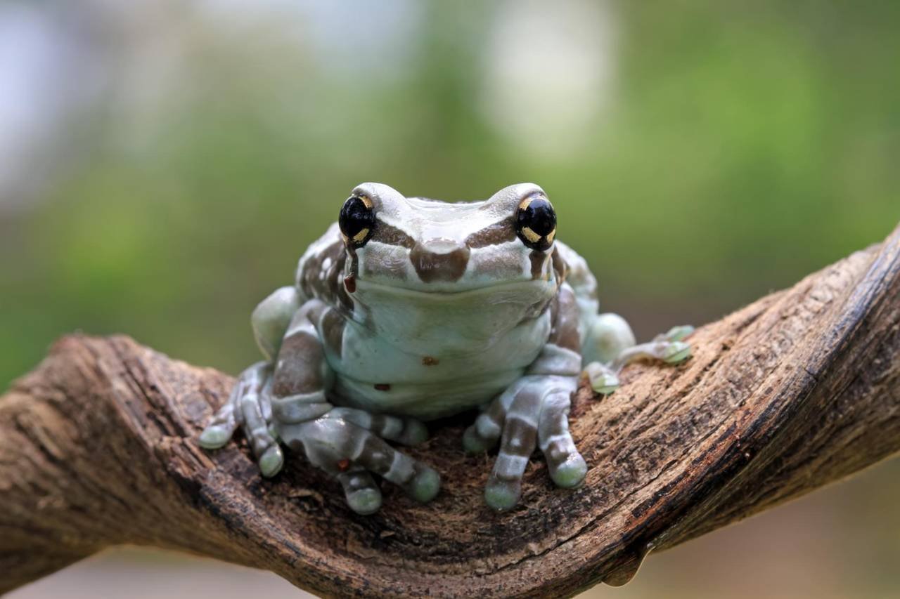 Amazon Milk Frog - World of Frogs