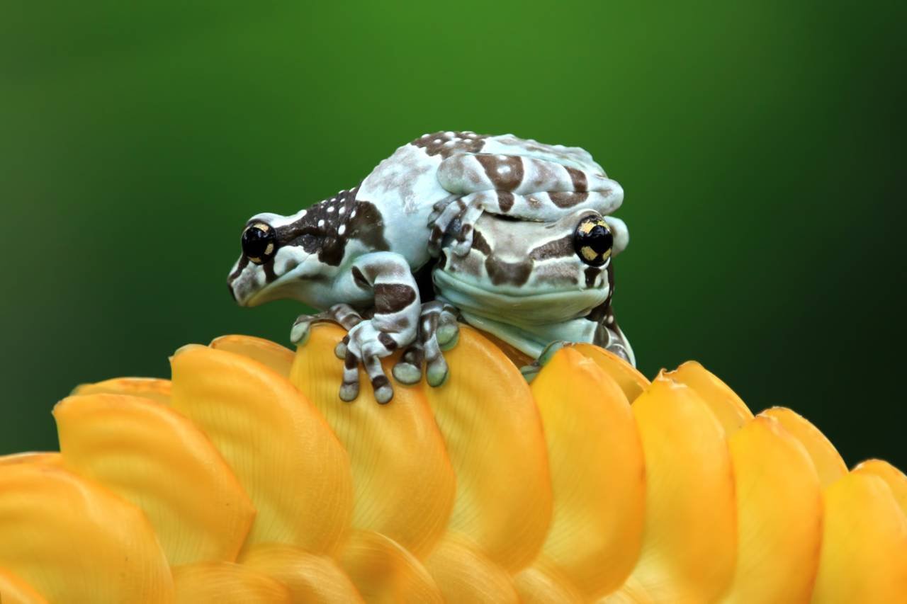 Amazon Milk Frog - World of Frogs