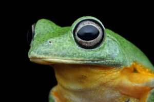 Frog Eyes: Vision from the Perspective of Aquatic Masters - World of Frogs