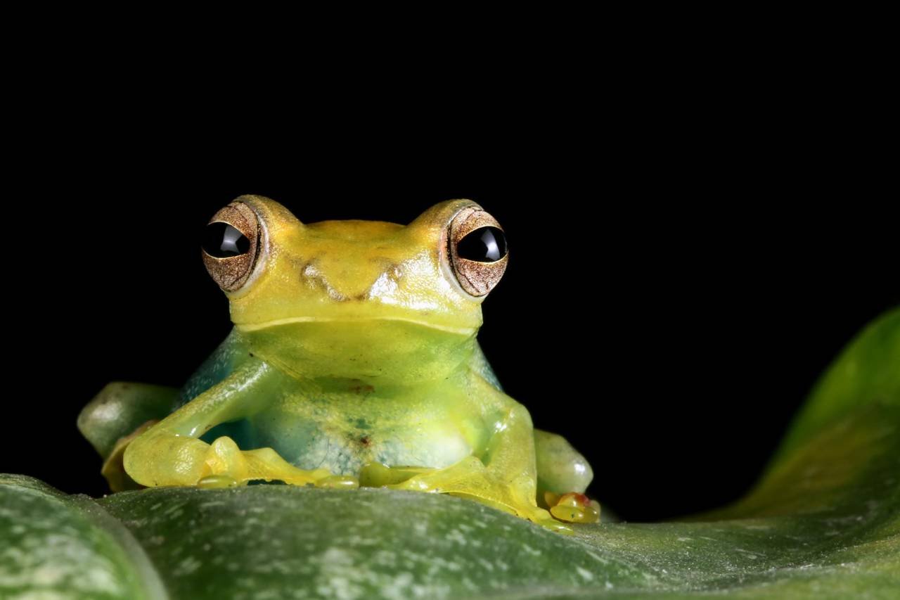 Frog Eyes: Vision from the Perspective of Aquatic Masters - World of Frogs