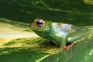 Glass Frog: The Transparent Marvels of the Rainforest - World of Frogs