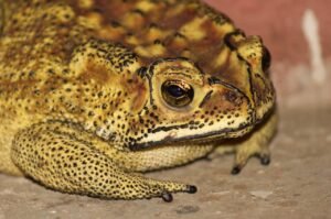 Goliath Frog: The Giant of the Amphibian World - World of Frogs