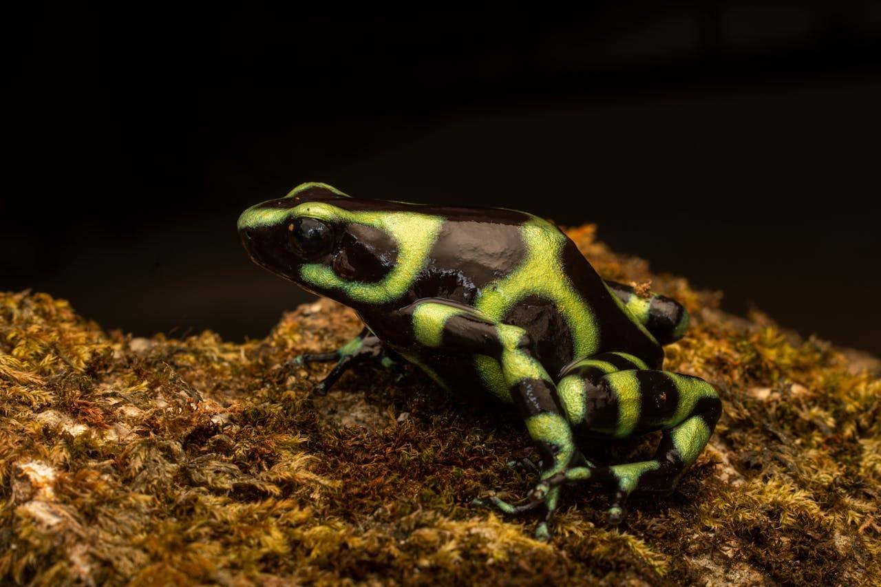 Dendrobatidae Frogs: The Fascinating World of Poison Dart Frogs - World ...