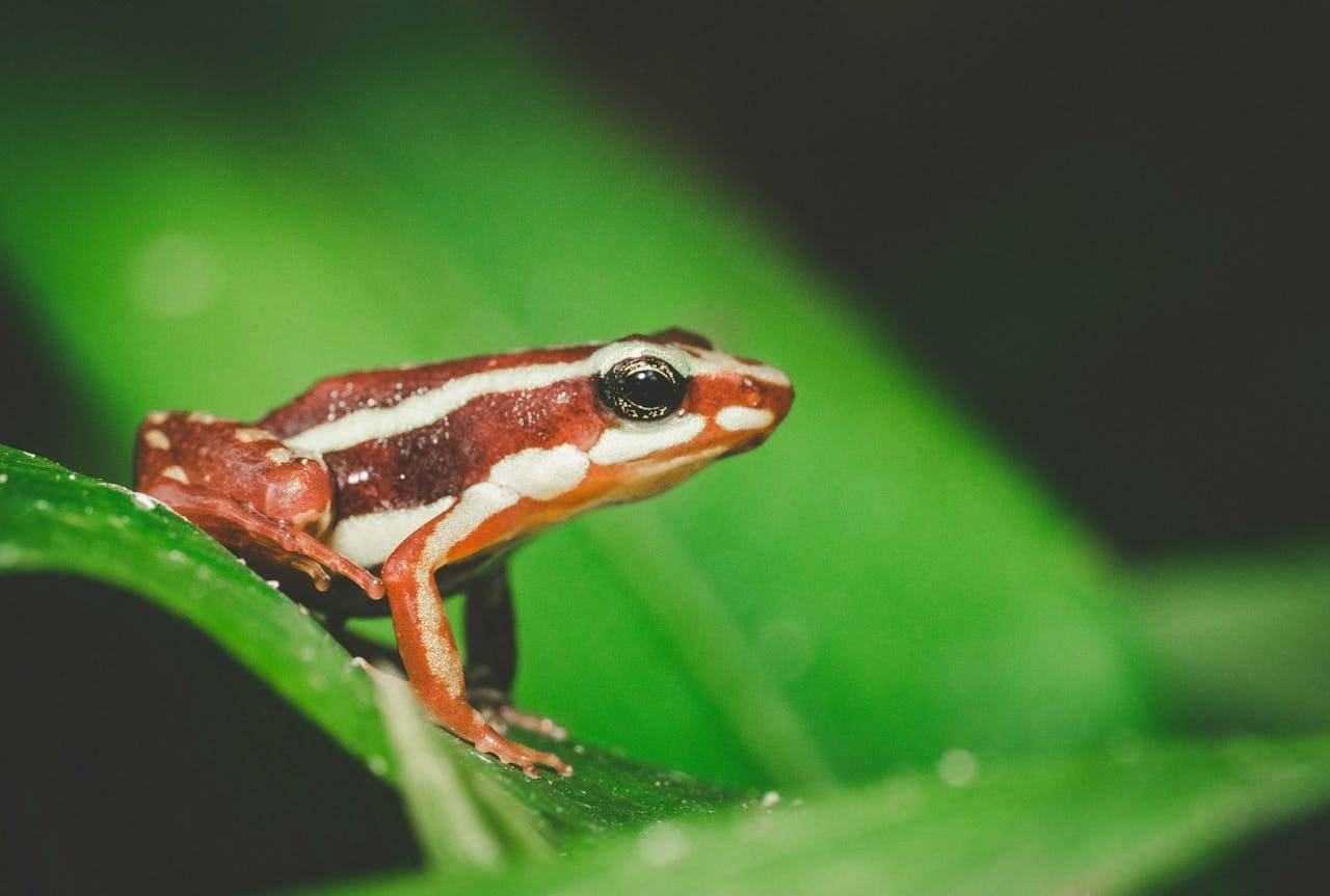 Phantasmal Poison Frog: A Tiny Powerhouse of Color and Toxicity - World ...