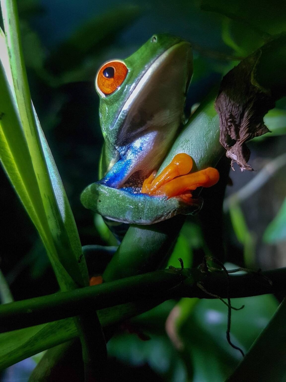 Red-Eyed Tree Frog - World of Frogs
