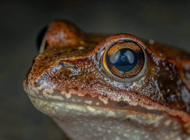 Frog Eyes: Vision from the Perspective of Aquatic Masters - World of Frogs