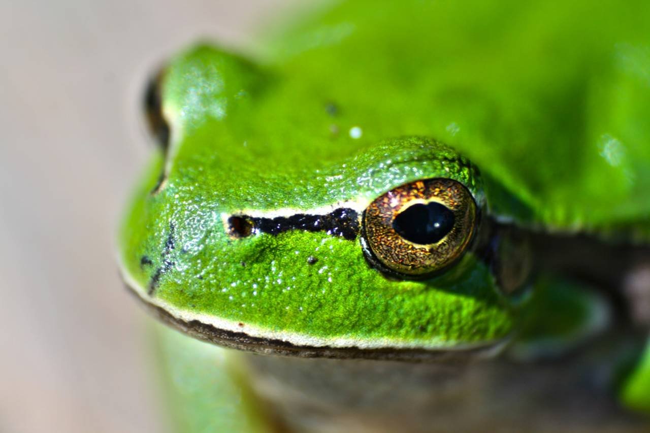 Frog Eyes: Vision from the Perspective of Aquatic Masters - World of Frogs