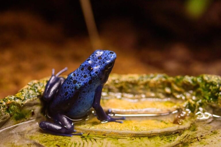Blue Poison Dart Frog - World of Frogs
