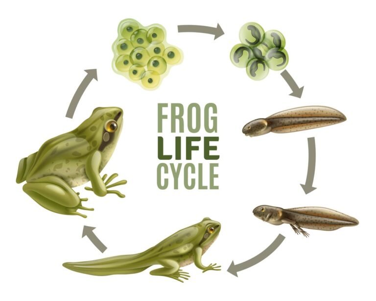 The Life Cycle of Frogs: From Egg to Adult - World of Frogs