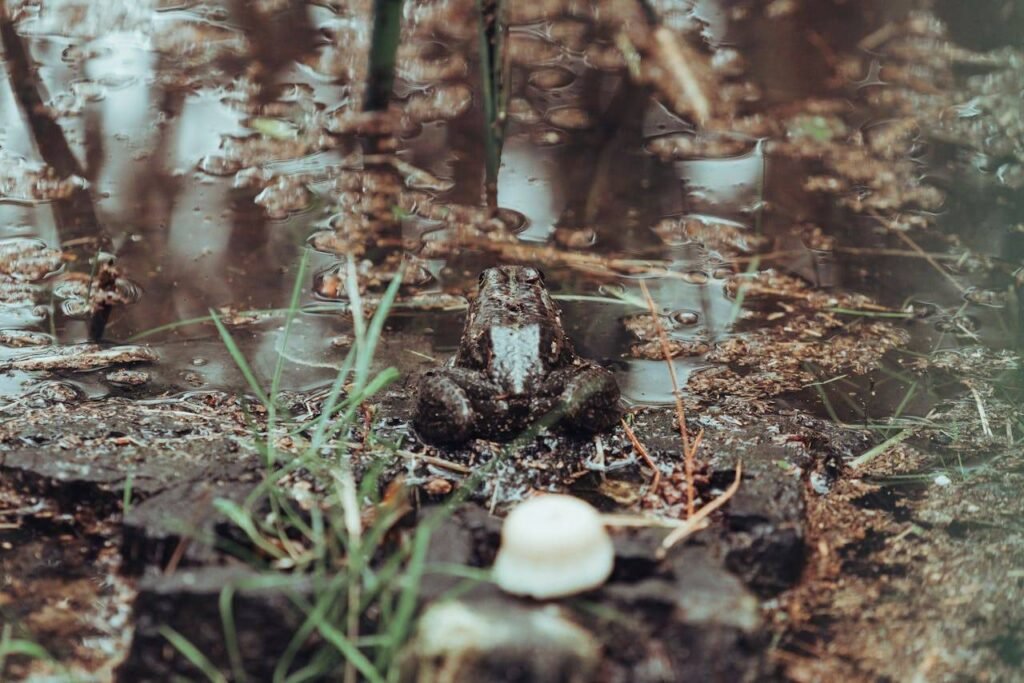 Frog Hibernation: Surviving the Cold Months - World of Frogs